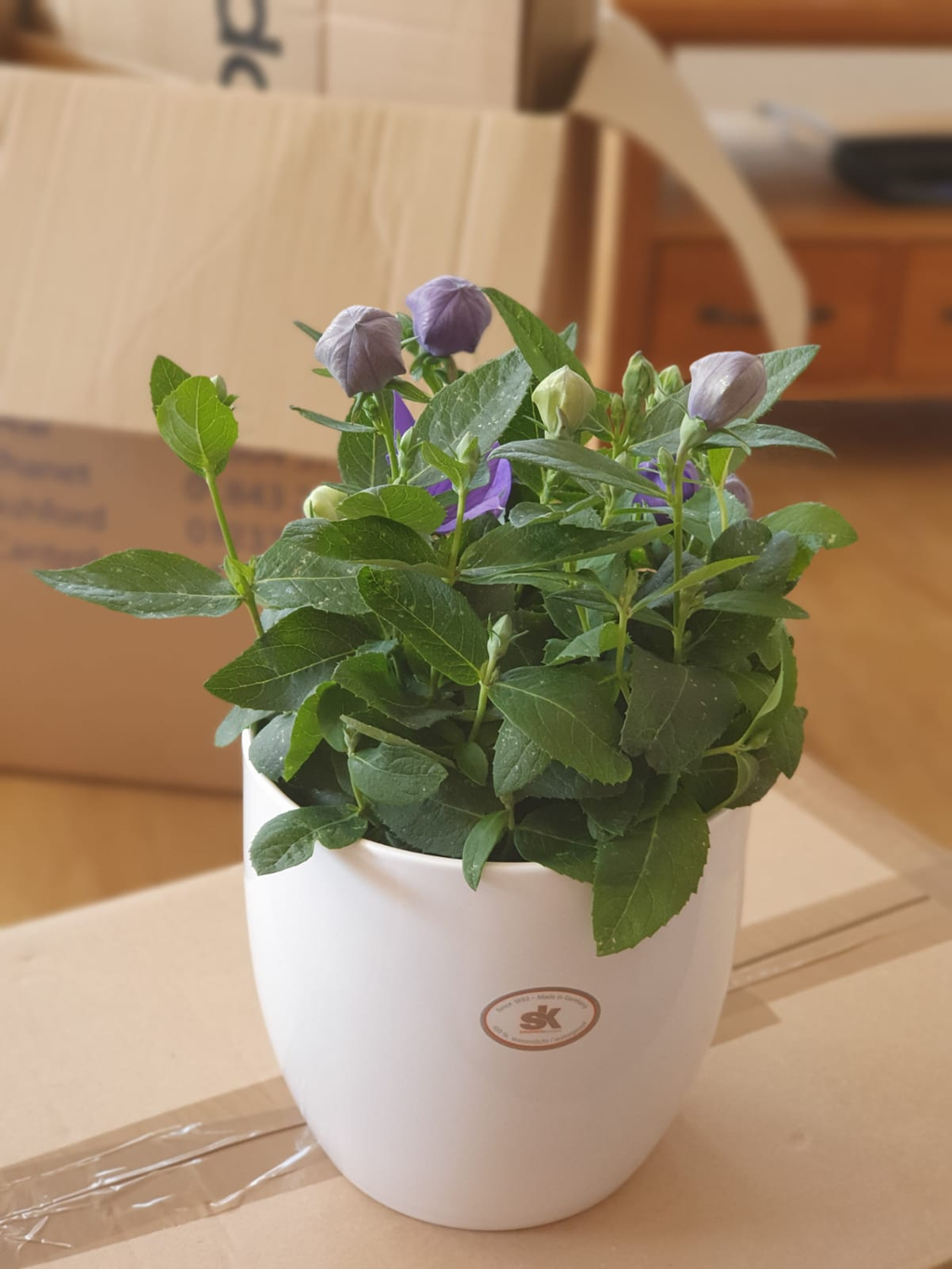 Balloon Flower plants: send cute pots of long-lasting blooms as a gift