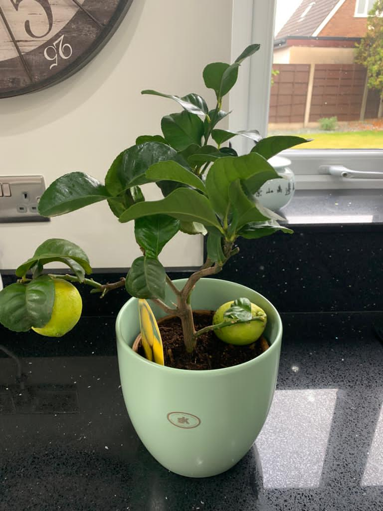 Lemon4seasons Pyramid