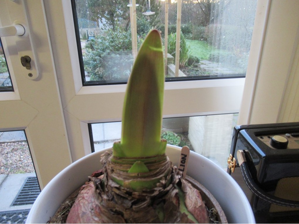 Giant Red Amaryllis | Next Day Delivery | Plants4Presents