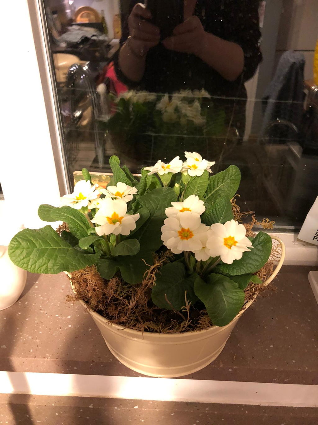 Primrose planters | Next Day Delivery Available | Plants4Presents