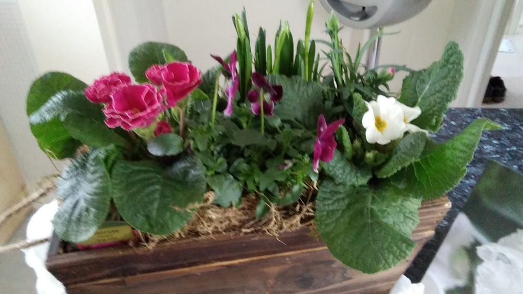 Spring Planters Delivered | Spring Flower Gifts