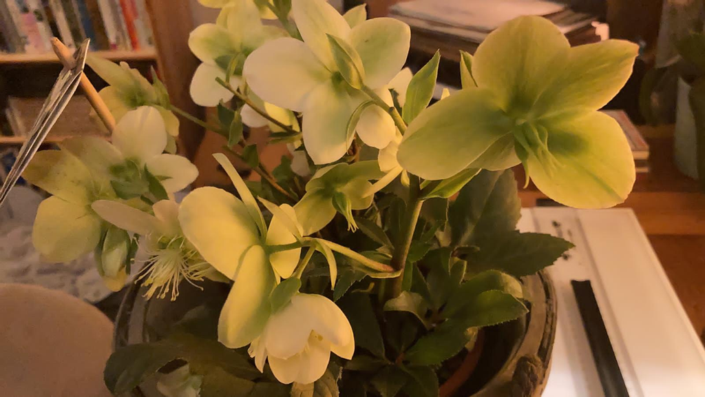 White Hellebore | Winter flowering plant gifts delivered | Plants4Presents