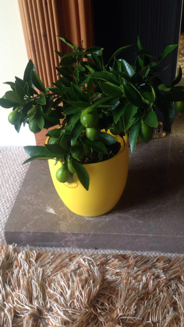 Mini Lemon Lara | Send fruity miniature lemon trees as gifts