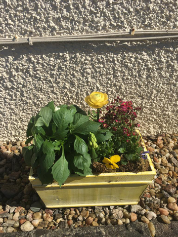 Spring Planter | Send spring flowering arrangements as gifts