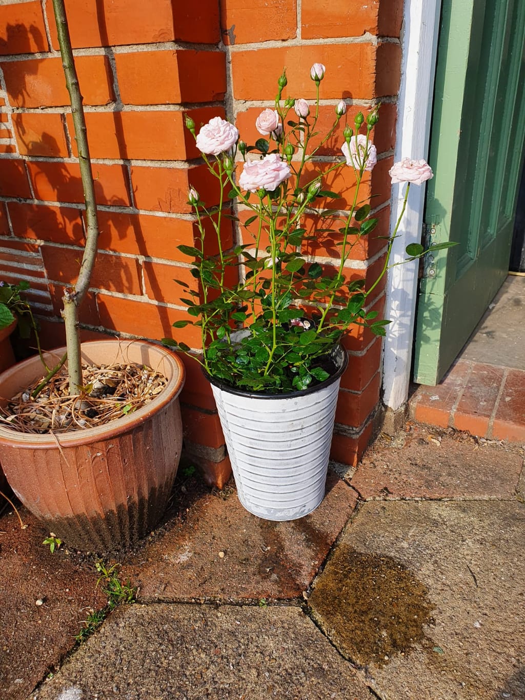 Happy Anniversary Rose bush | Next Day Delivery Available | Plants4Presents