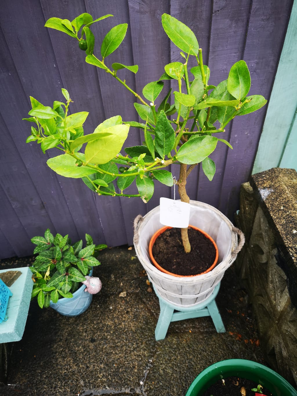 Lime Trees | Send large lime trees as gifts, fast Delivery