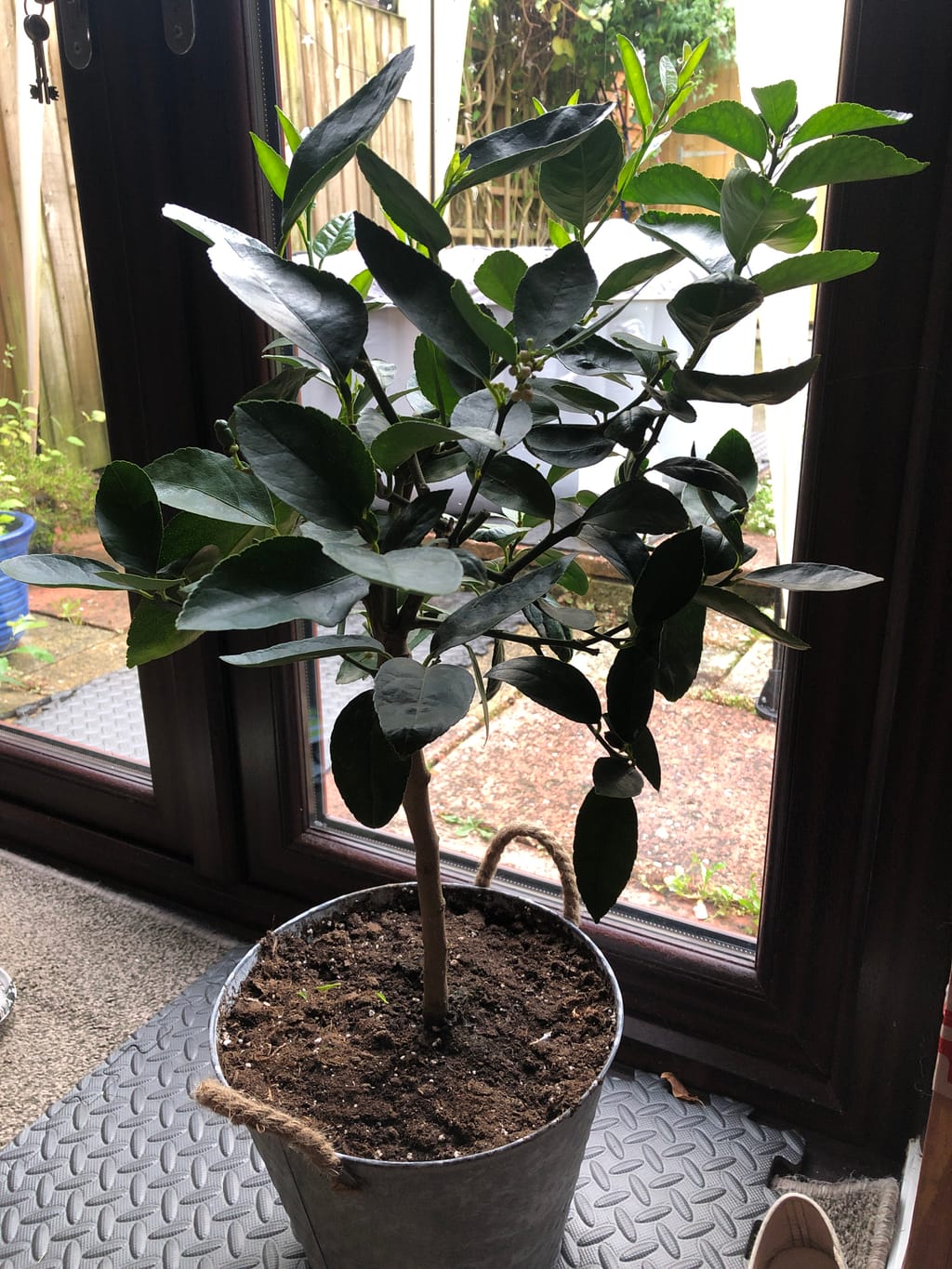 Lime Trees | Send large lime trees as gifts, fast Delivery