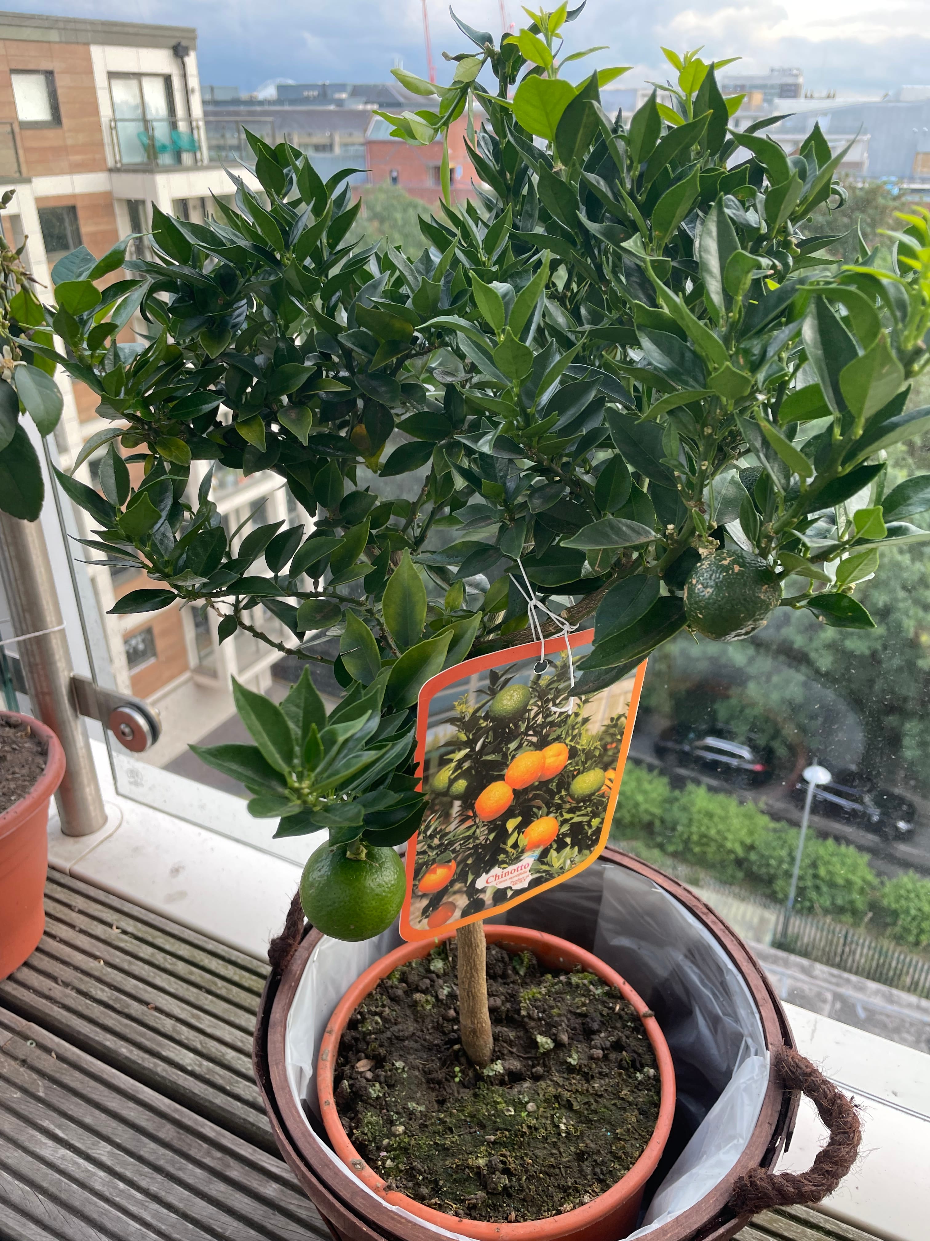 Chinotto Trees | Unusual citrus trees with next day delivery