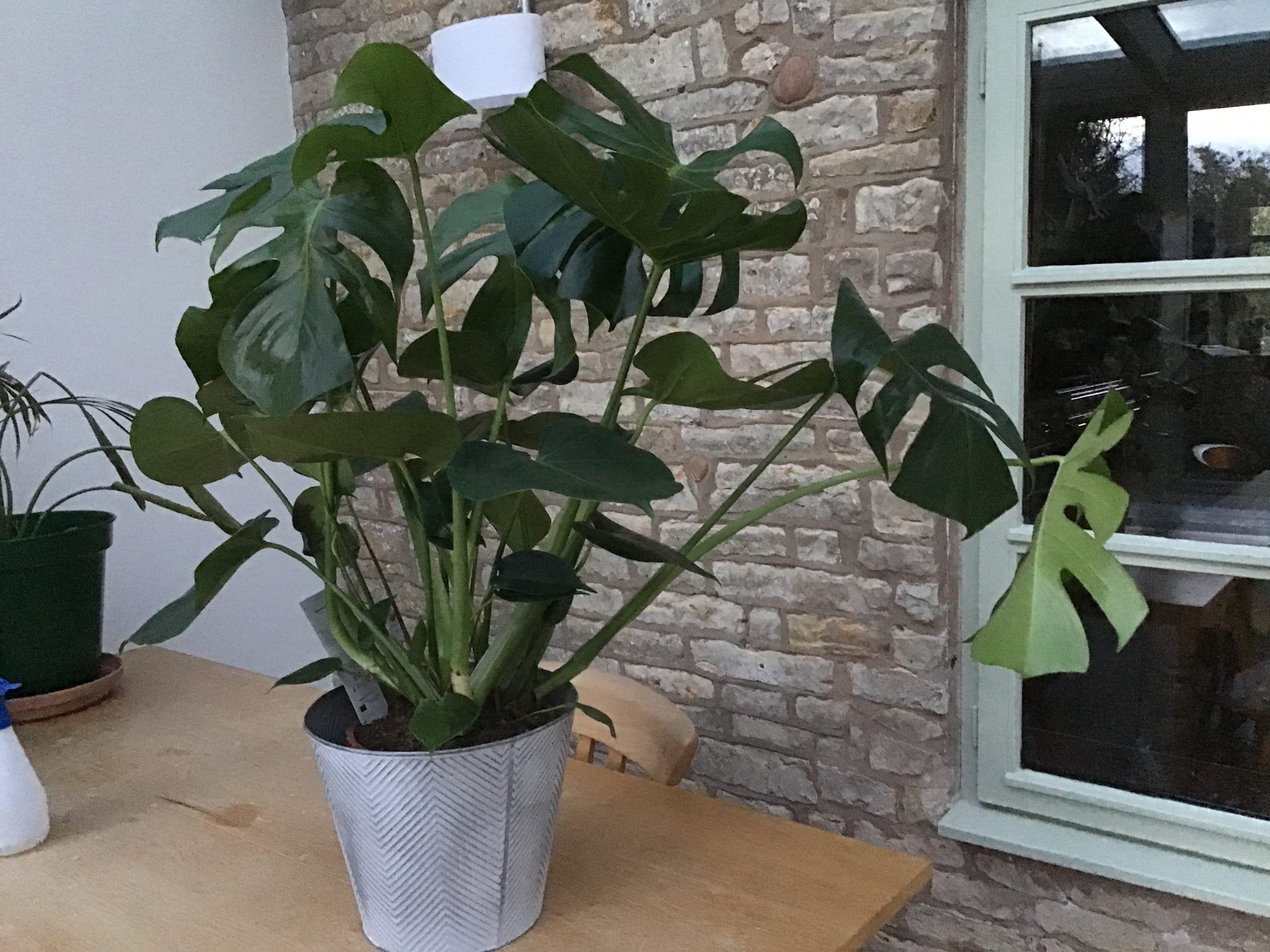 Large Cheese Plant as houseplant gifts with next day delivery