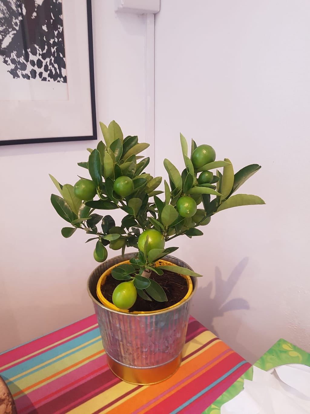 Mini Lemon Lara | Send fruity miniature lemon trees as gifts