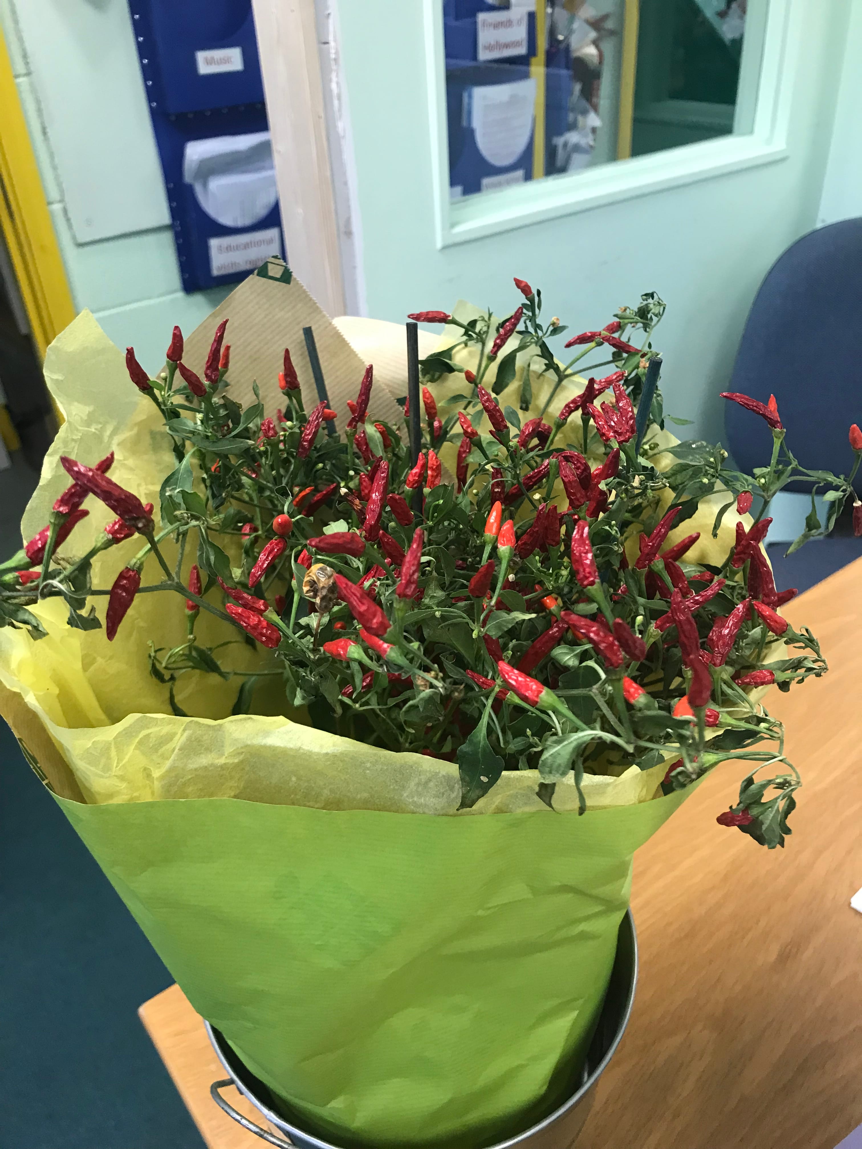 Thai Demon Chilli Plant | Grow your own chillies for Thai cookery