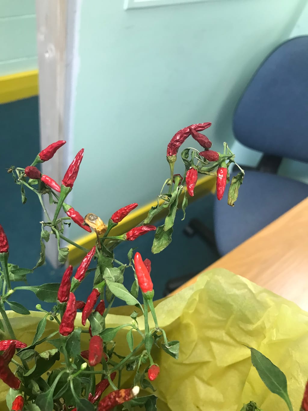 Thai Demon Chilli Plant | Grow your own chillies for Thai cookery