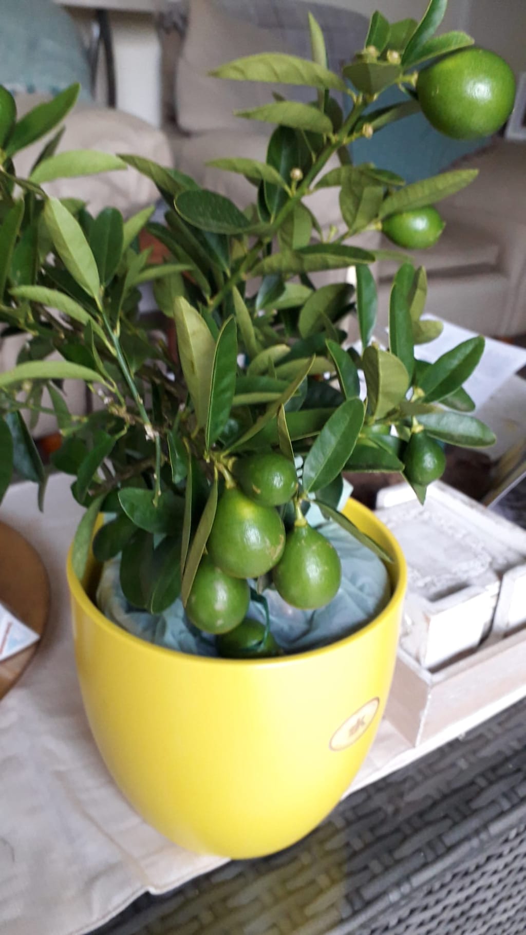 Mini Lemon Lara | Send fruity miniature lemon trees as gifts