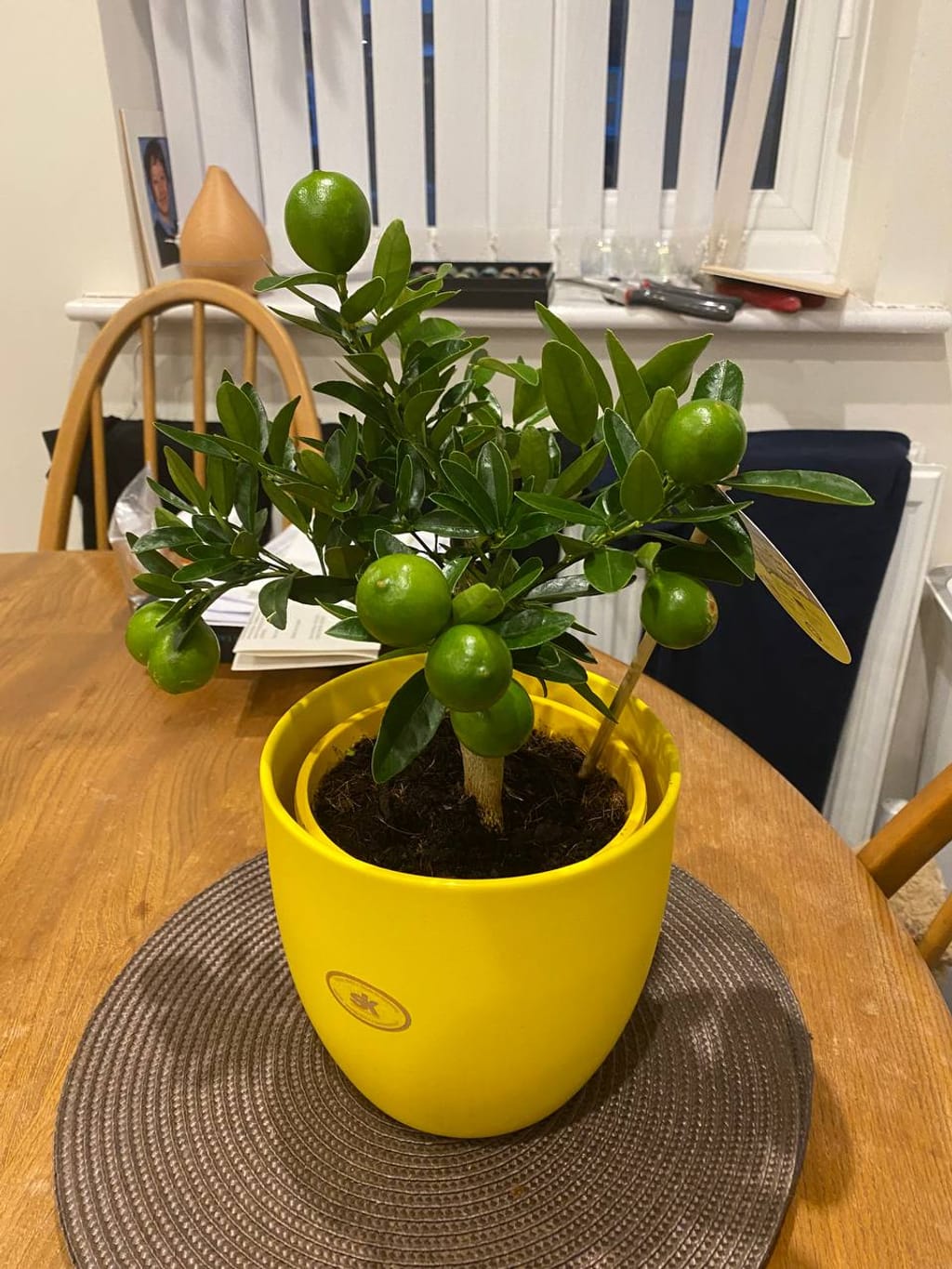 Mini Lemon Lara | Send fruity miniature lemon trees as gifts