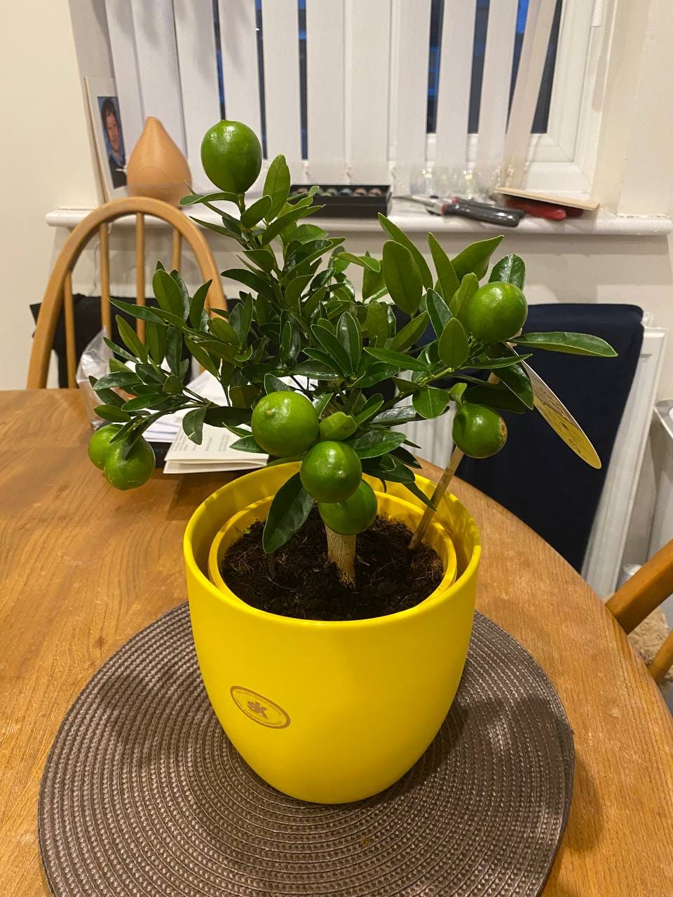 Mini Lemon Lara | Send fruity miniature lemon trees as gifts