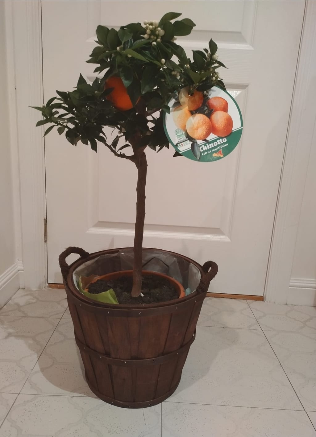 Chinotto Trees | Unusual citrus trees with next day delivery