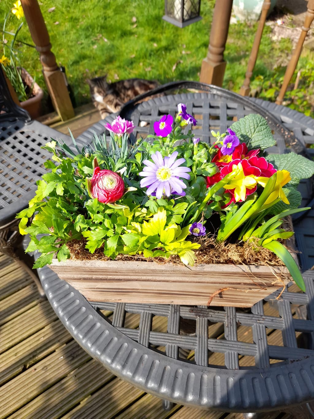 Winter Trough | Seasonal Flower Planters | Plants4Presents