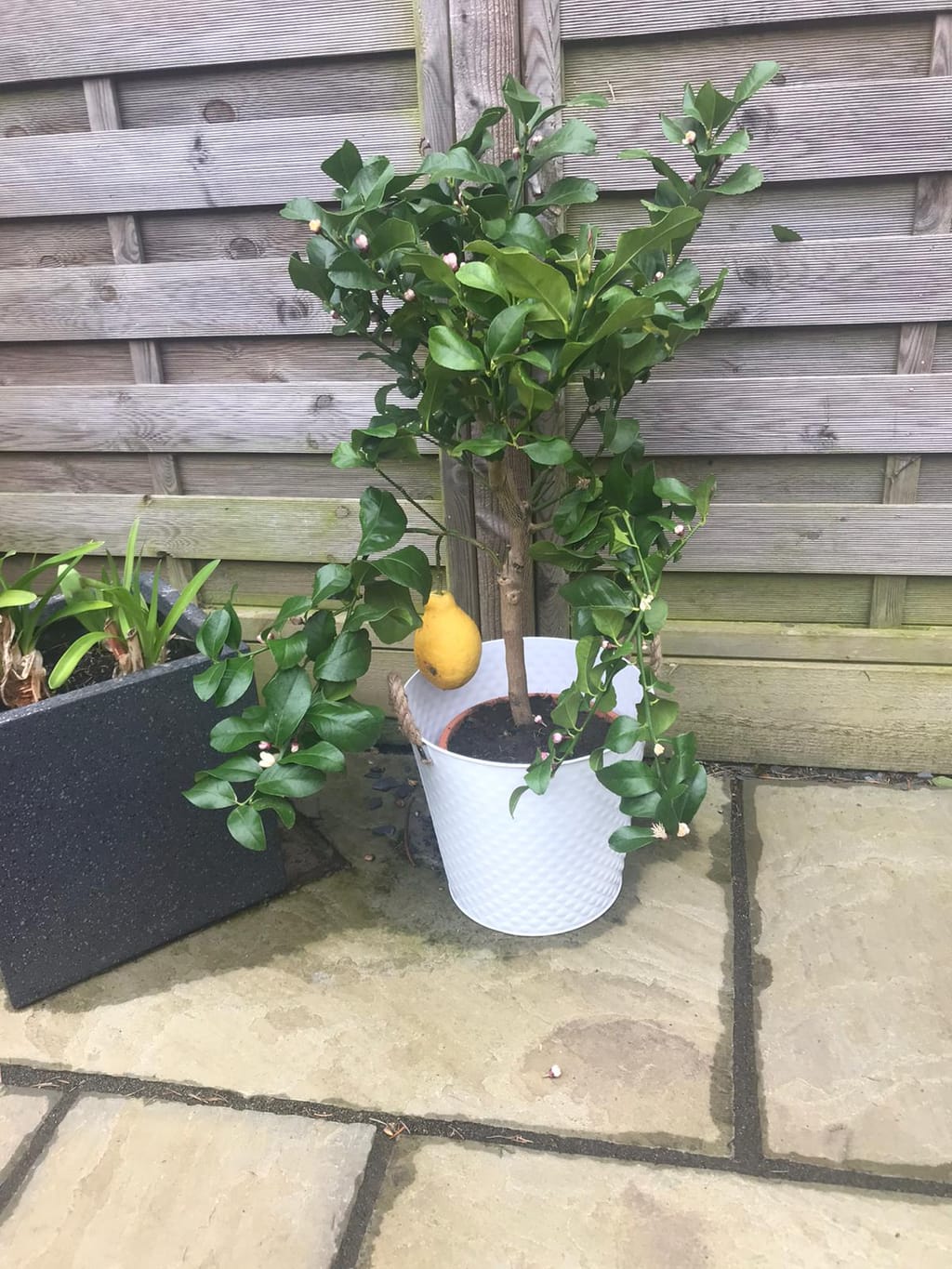 Gin and Tonic Citrus tree gift sets | Free standard delivery