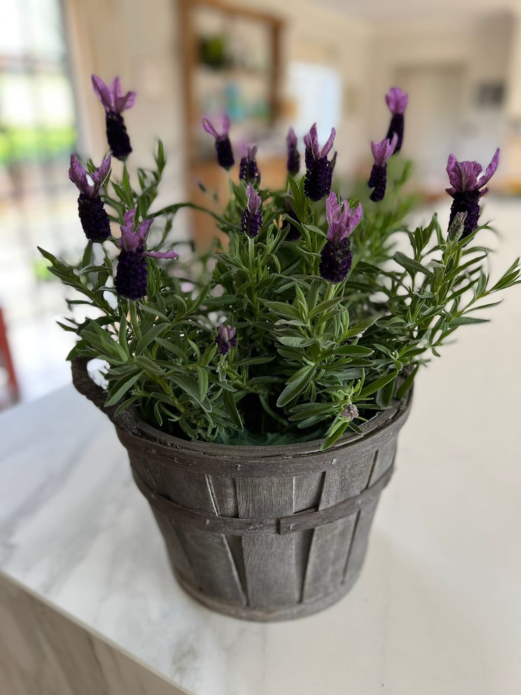 Butterfly Lavender Plant | Next Day Delivery Available | Plants4Presents