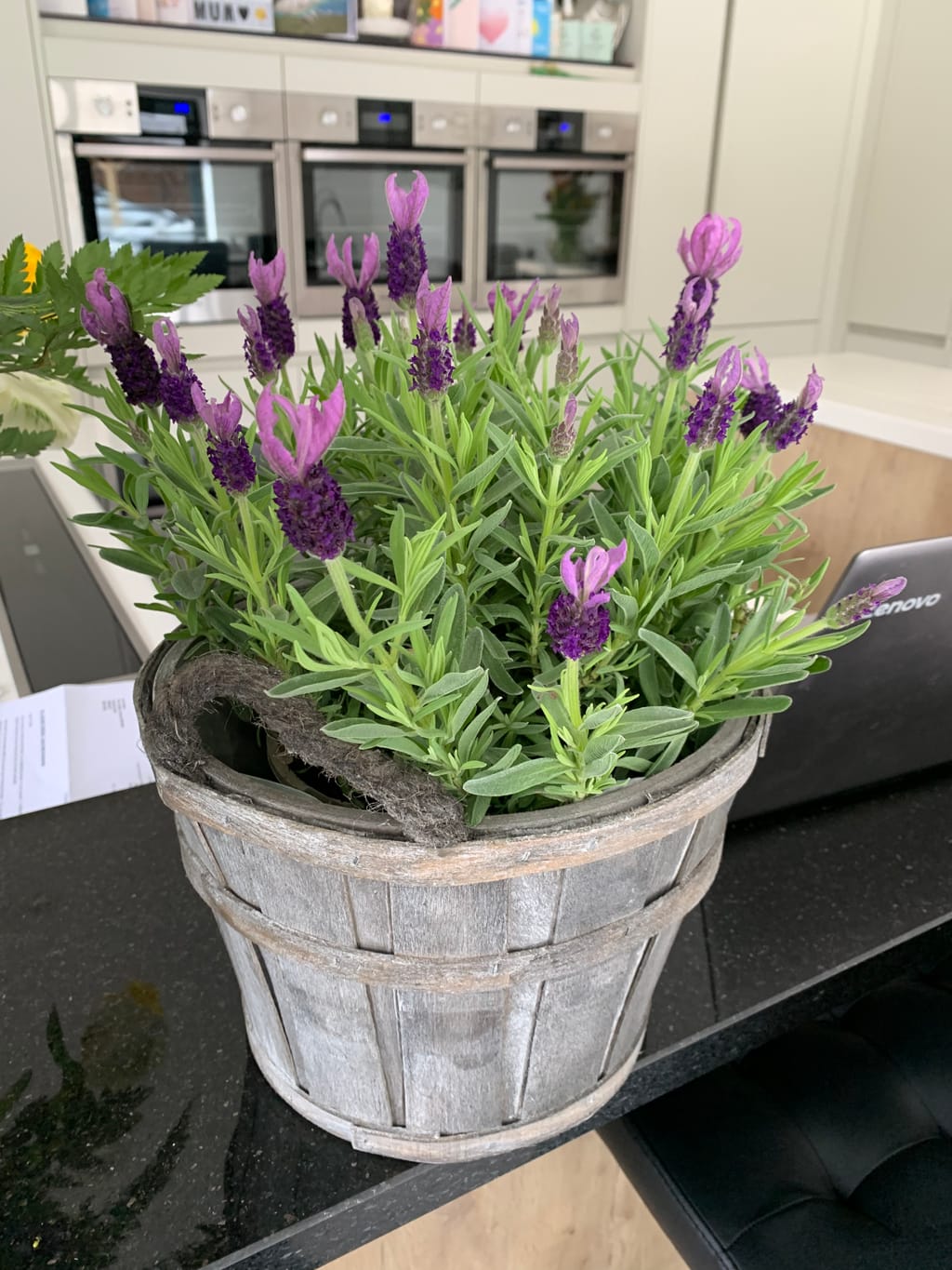 Butterfly Lavender Plant | Next Day Delivery Available | Plants4Presents