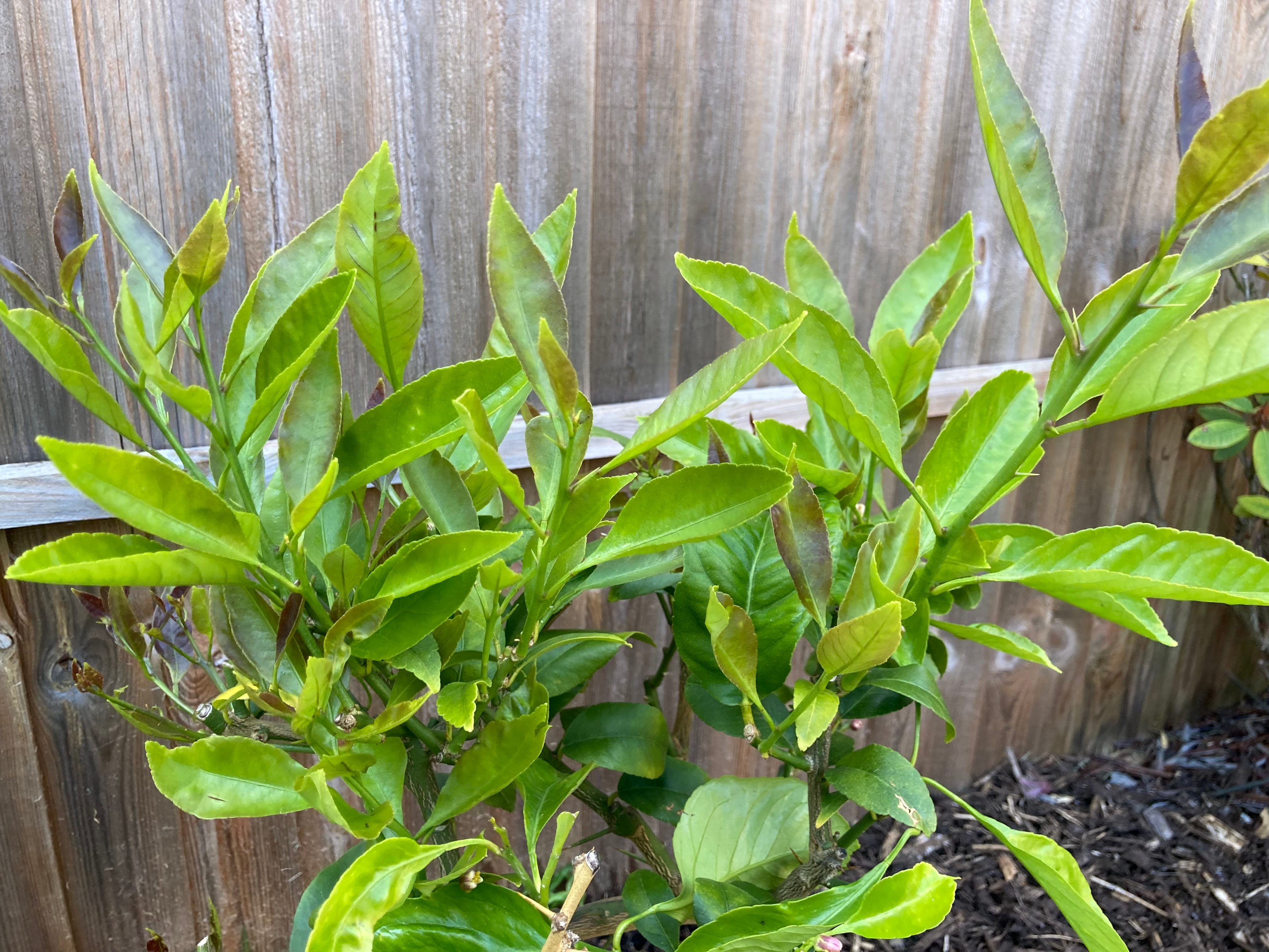 Plant Rescuer Citrus Box - 'Wonky' plants that need a little TLC to thrive