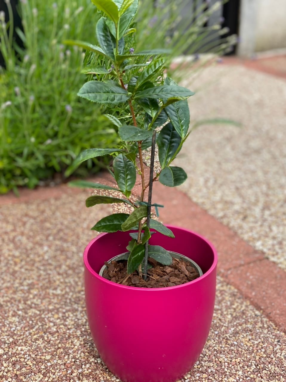Tea Plant | Grow your own tea plant gifts
