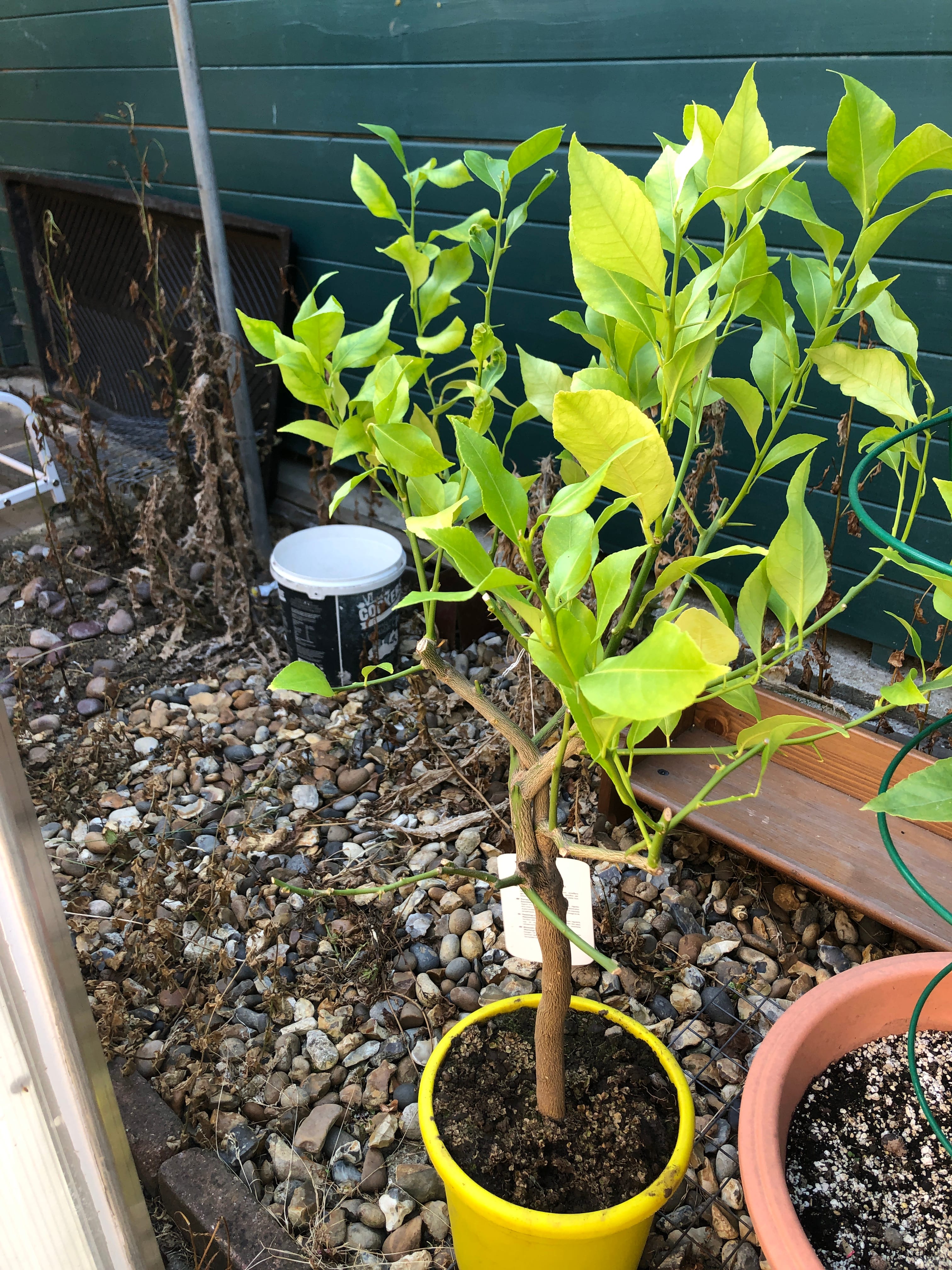 Plant Rescuer Citrus Box - 'Wonky' plants that need a little TLC to thrive