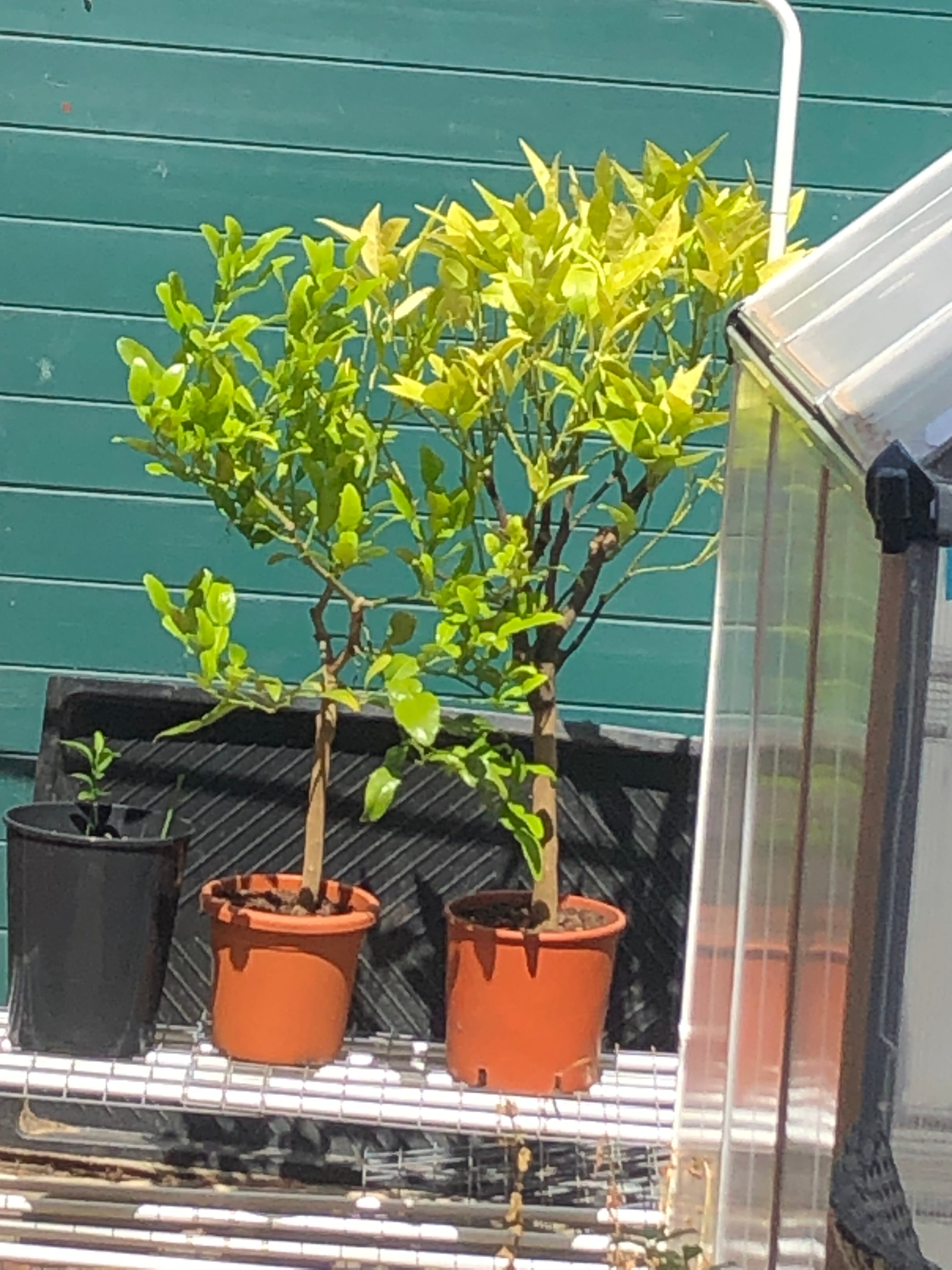 Plant Rescuer Citrus Box - 'Wonky' plants that need a little TLC to thrive