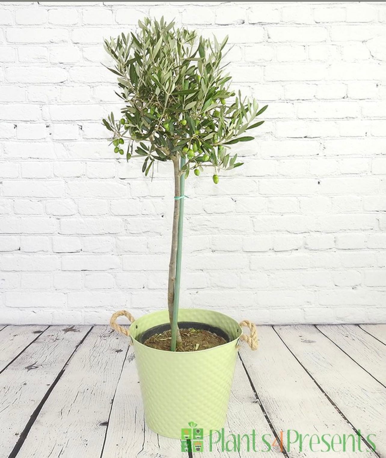 Olive Trees | Large Olive Trees gift wrapped and delivered