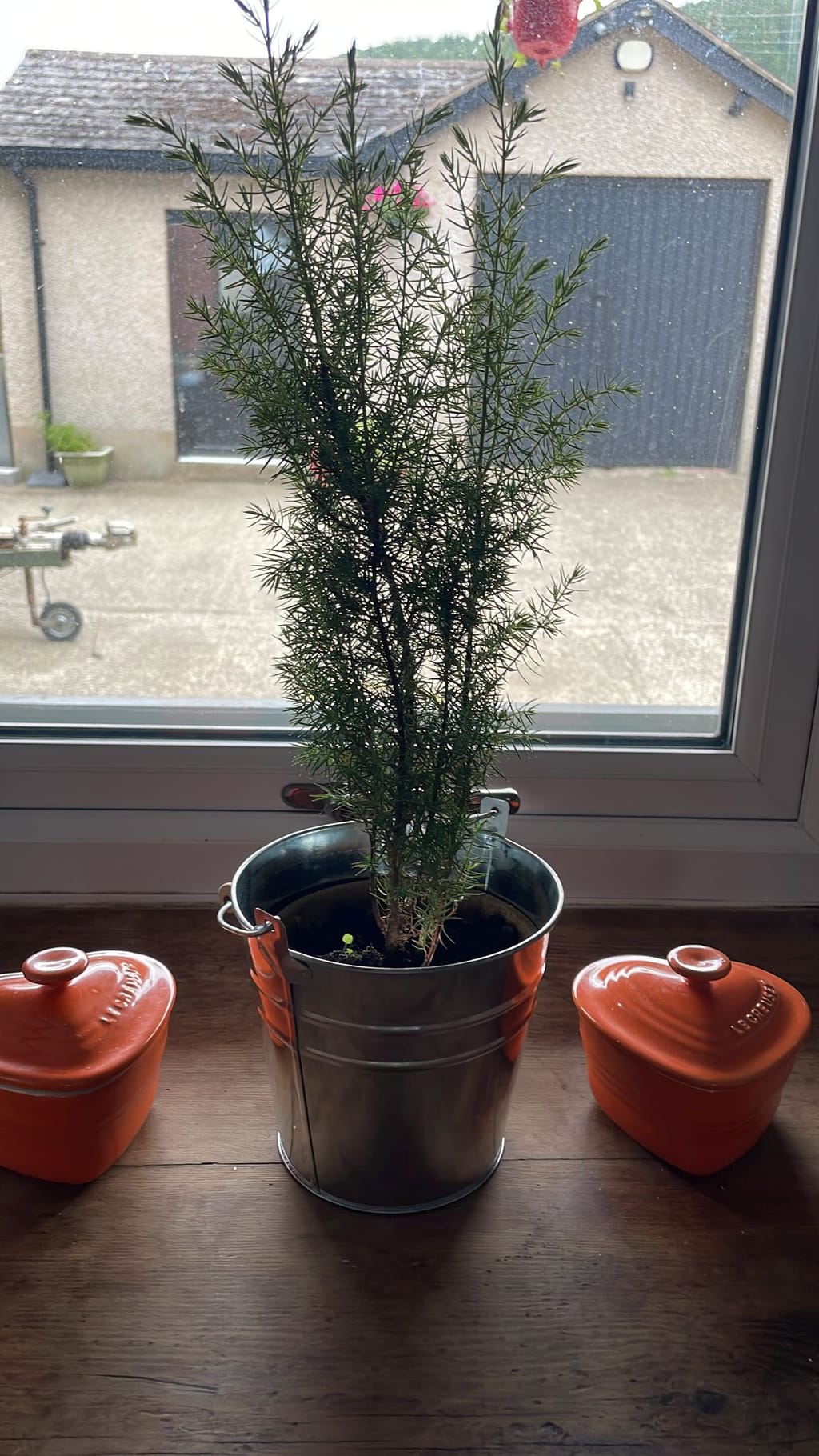 Junipers trees | Grow your own Gin, plant gifts for Gin lovers