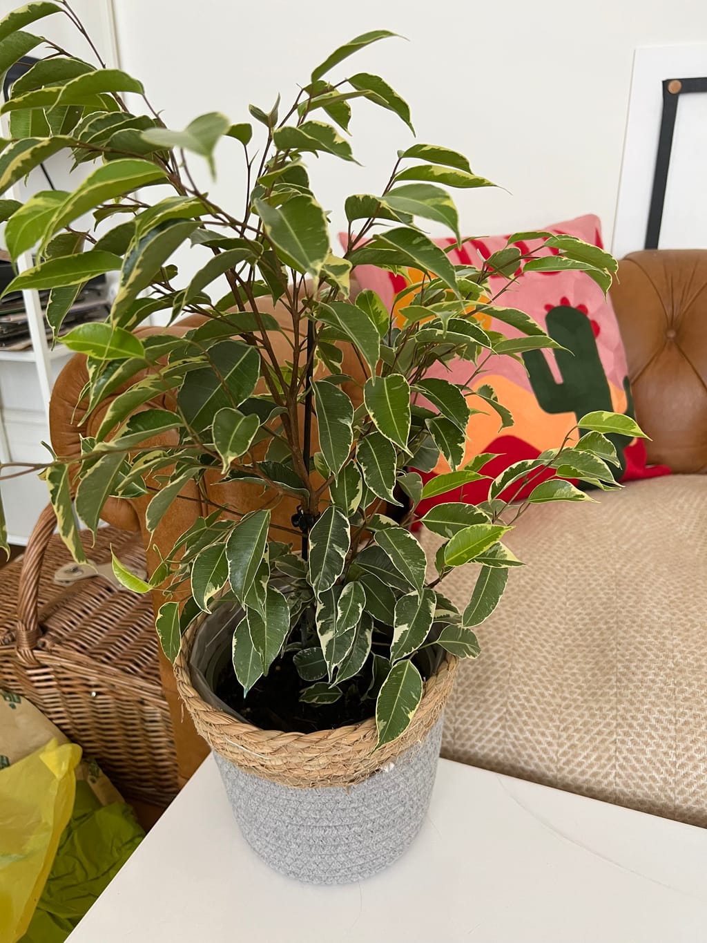 Weeping Fig Plants | Statement houseplants delivered as gifts