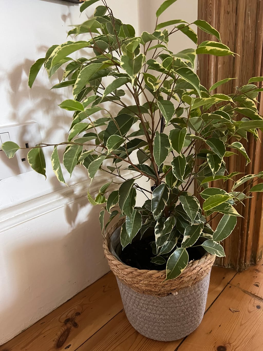 Weeping Fig Plants | Statement houseplants delivered as gifts