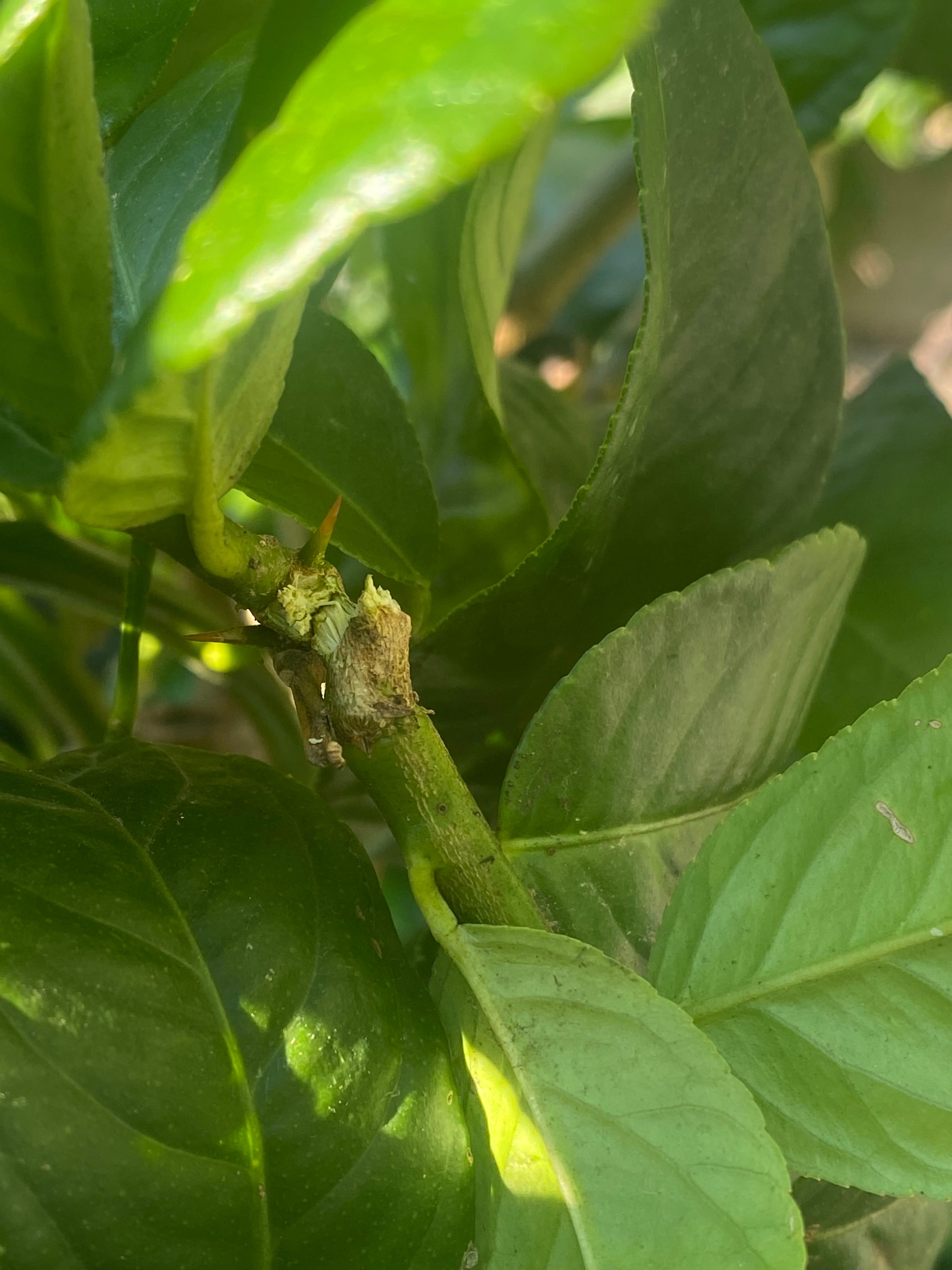 Buddhas Hand Citrus Trees | Unusual gifts for citrus lovers