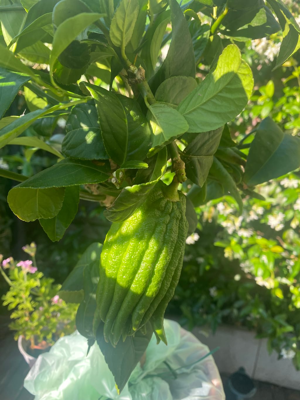 Buddhas Hand Citrus Trees | Unusual gifts for citrus lovers
