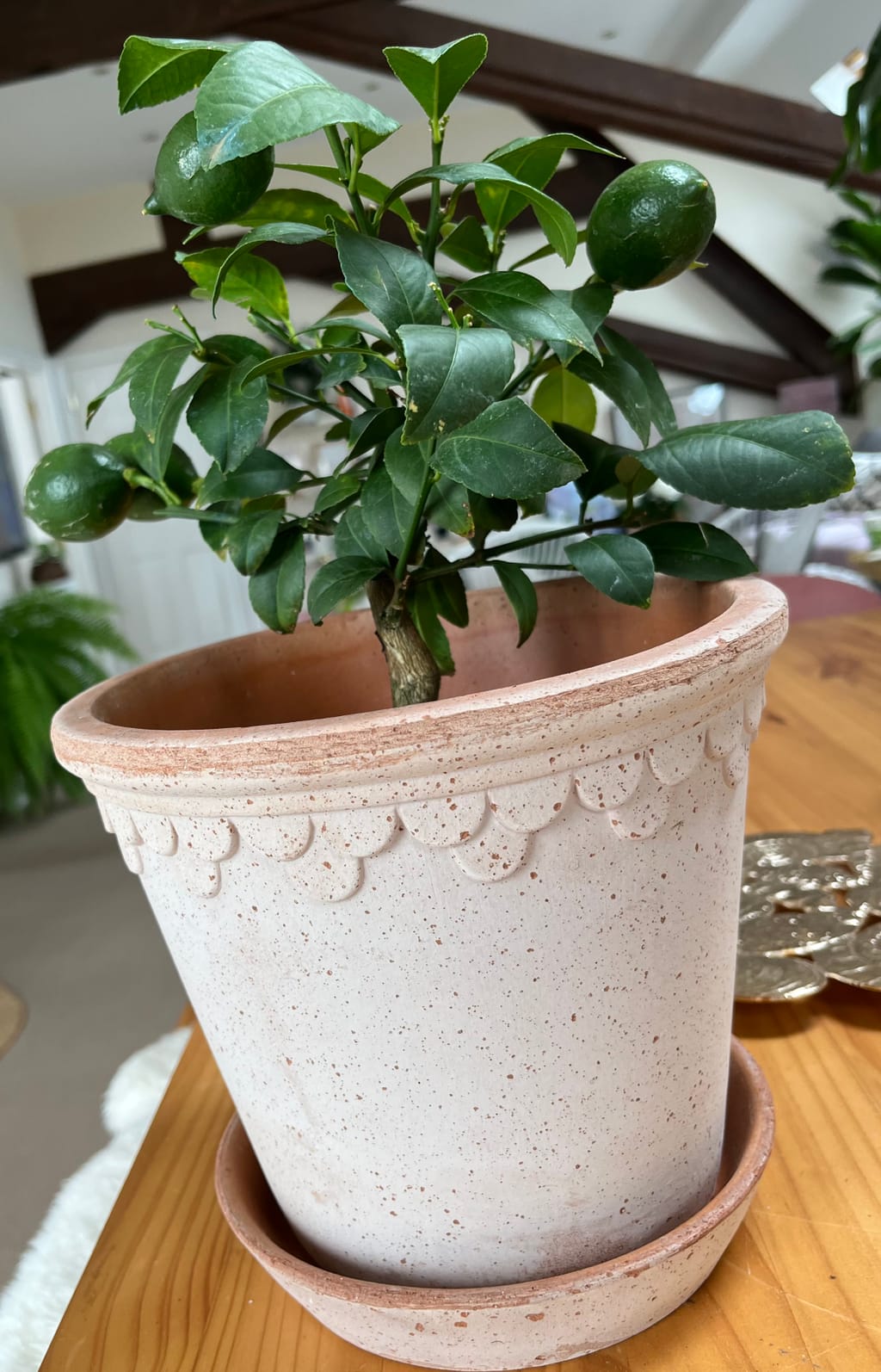 Lemon Bushes | Grow your own lemons with these windowsill gifts