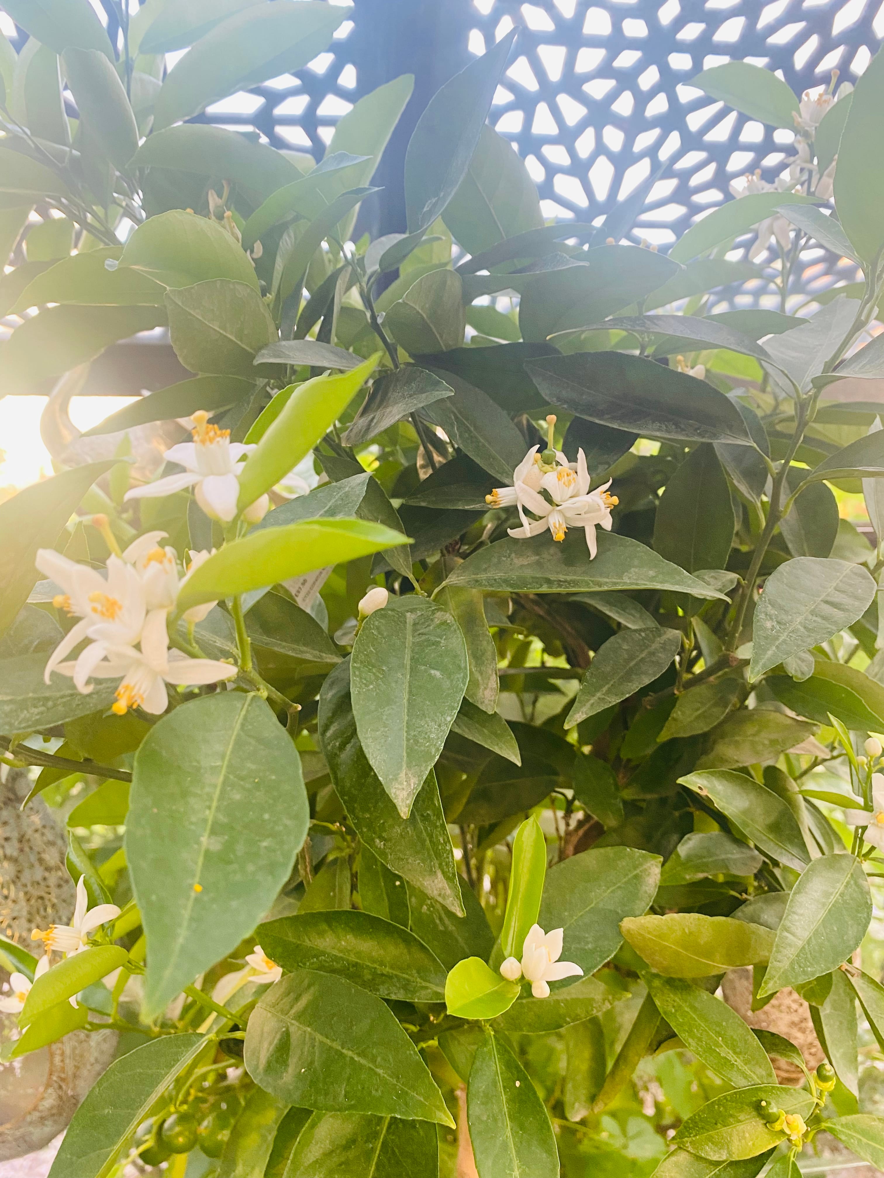 Mature blood orange trees available for next day UK delivery