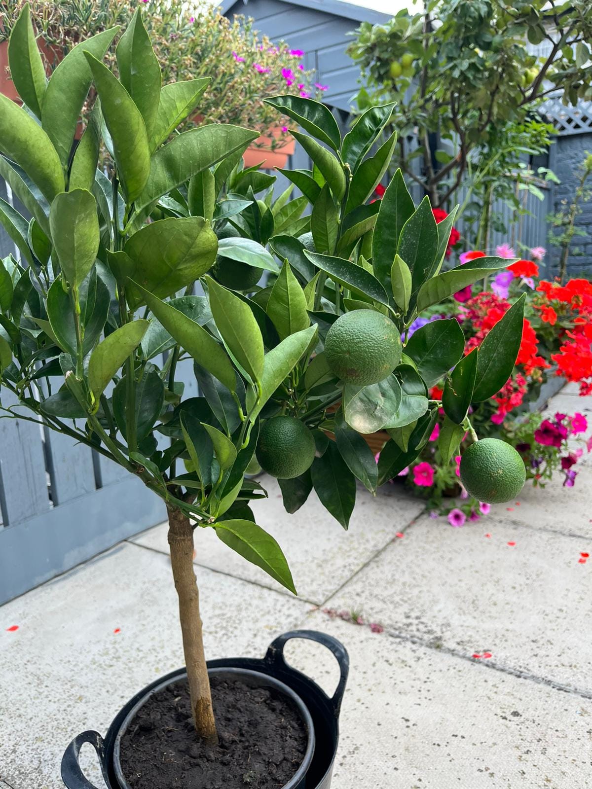 Orange Trees | Send Large Orange Trees as gifts, fast delivery