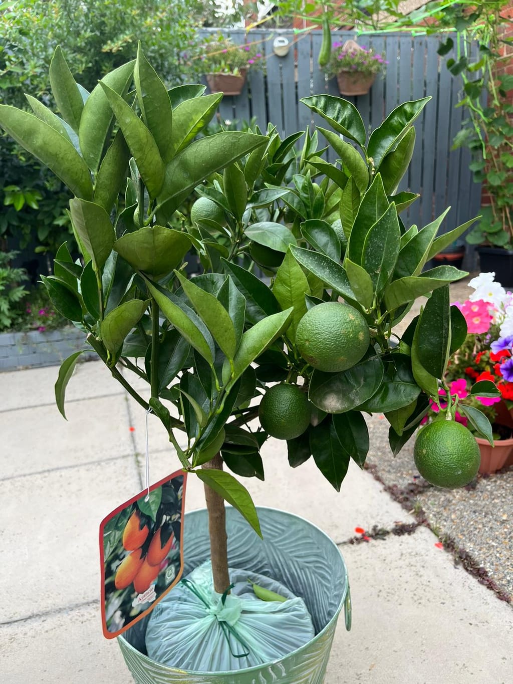 Large Orange Tree | Next Day Delivery Available | Plants4Presents