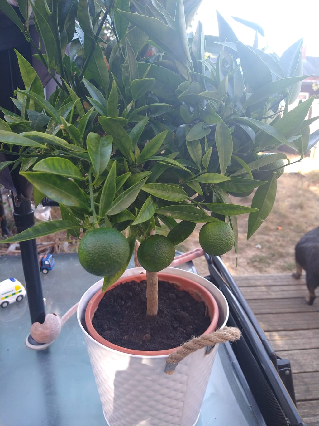 Large Clementine Trees | Next Day Delivery Available | Plants4Presents