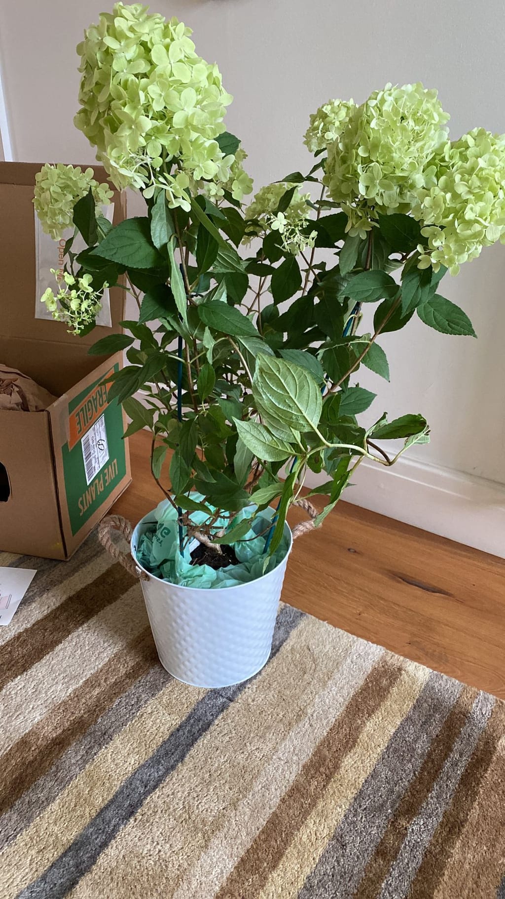 Woodland Hydrangea plants delivered as gifts | Mature Hydrangea ...