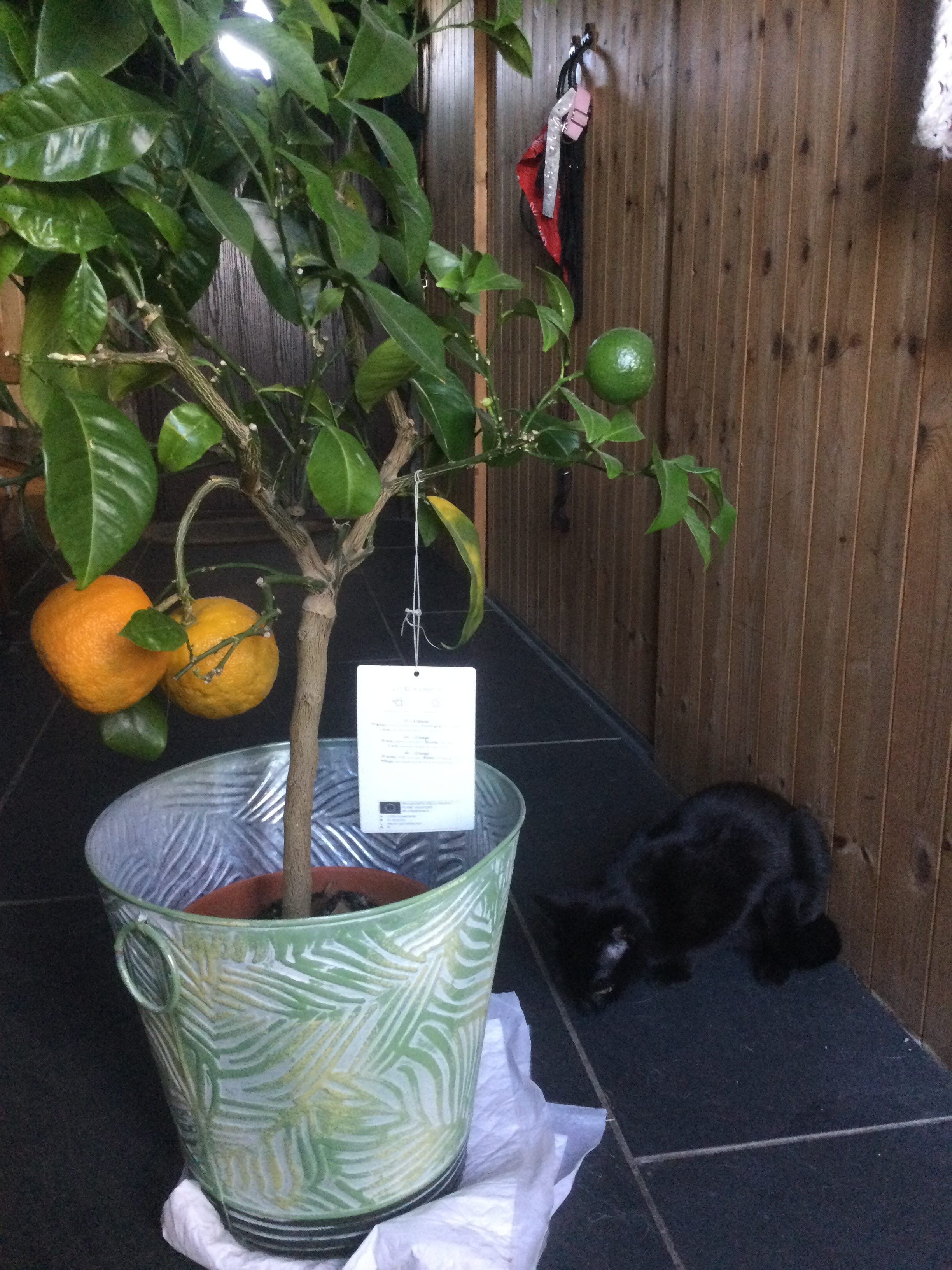 Plant Rescuer Citrus Box - 'Wonky' plants that need a little TLC to thrive