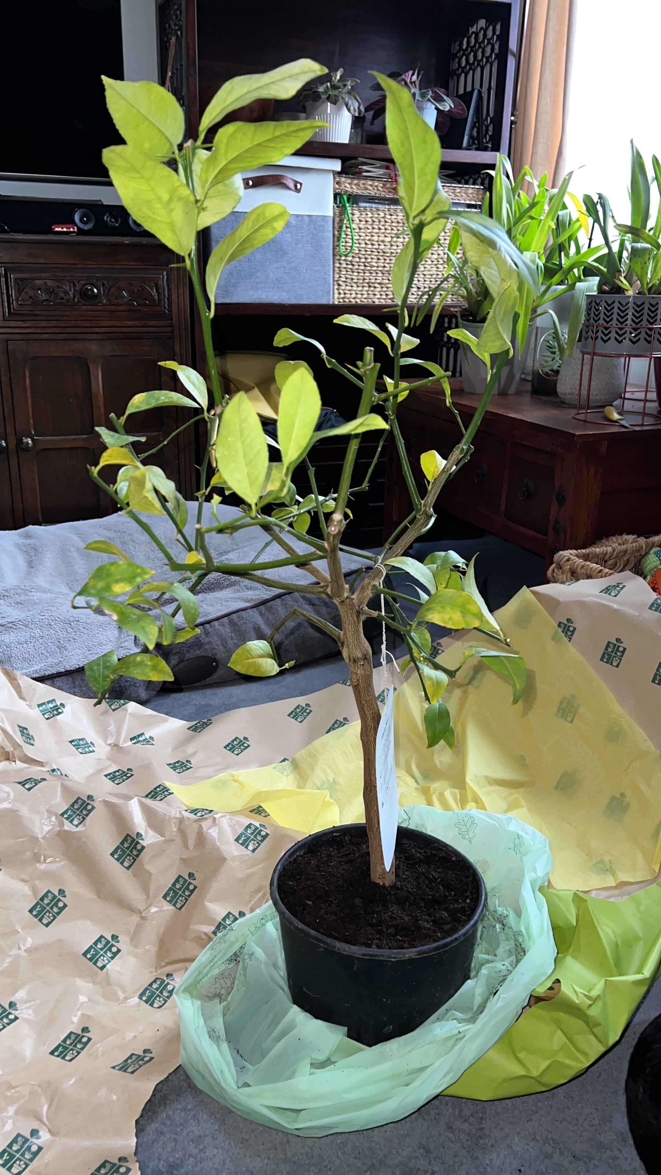 Plant Rescuer Citrus Box - 'Wonky' plants that need a little TLC to thrive