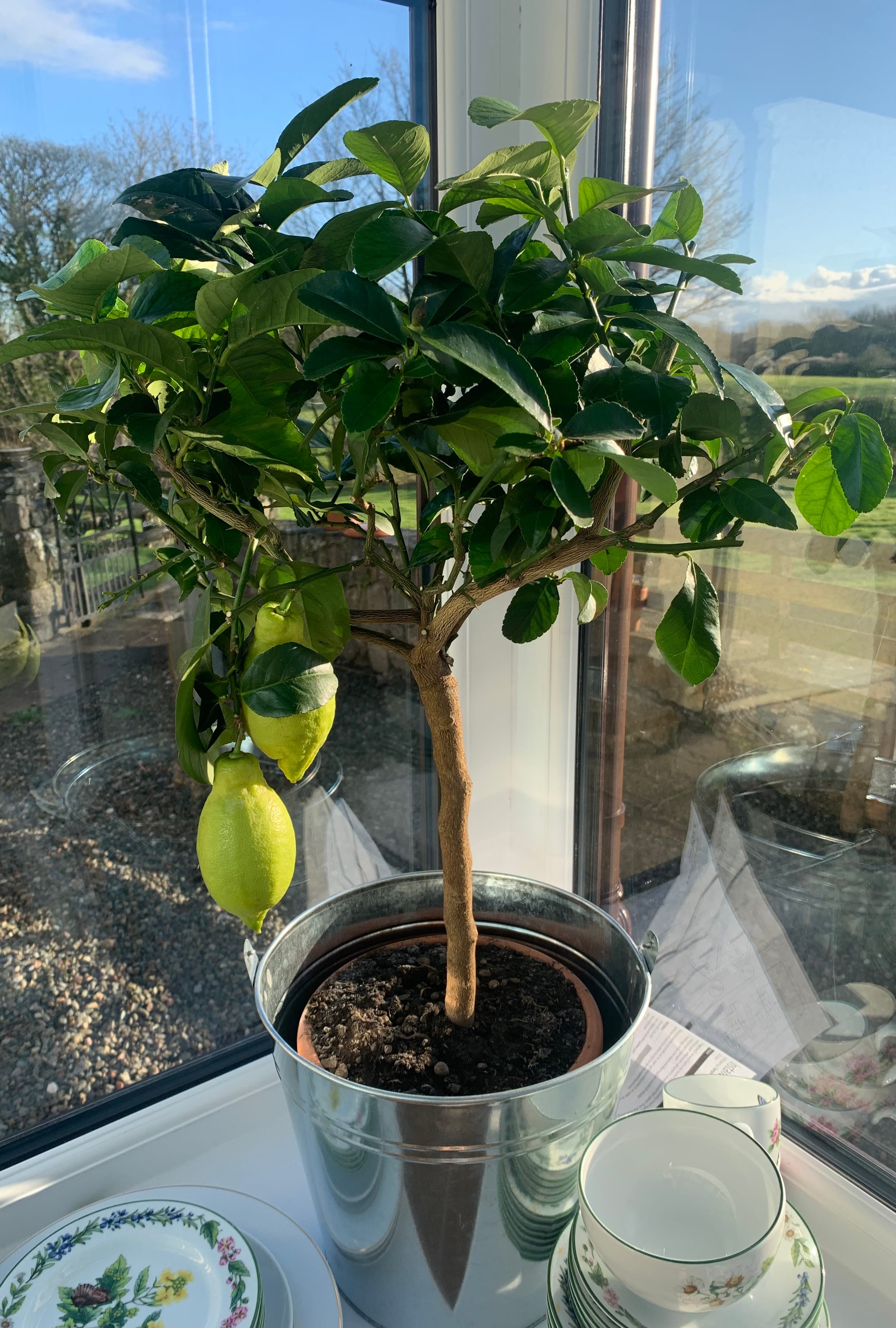 Lemon Trees - Fruiting Lemon Tree | Plants4Presents