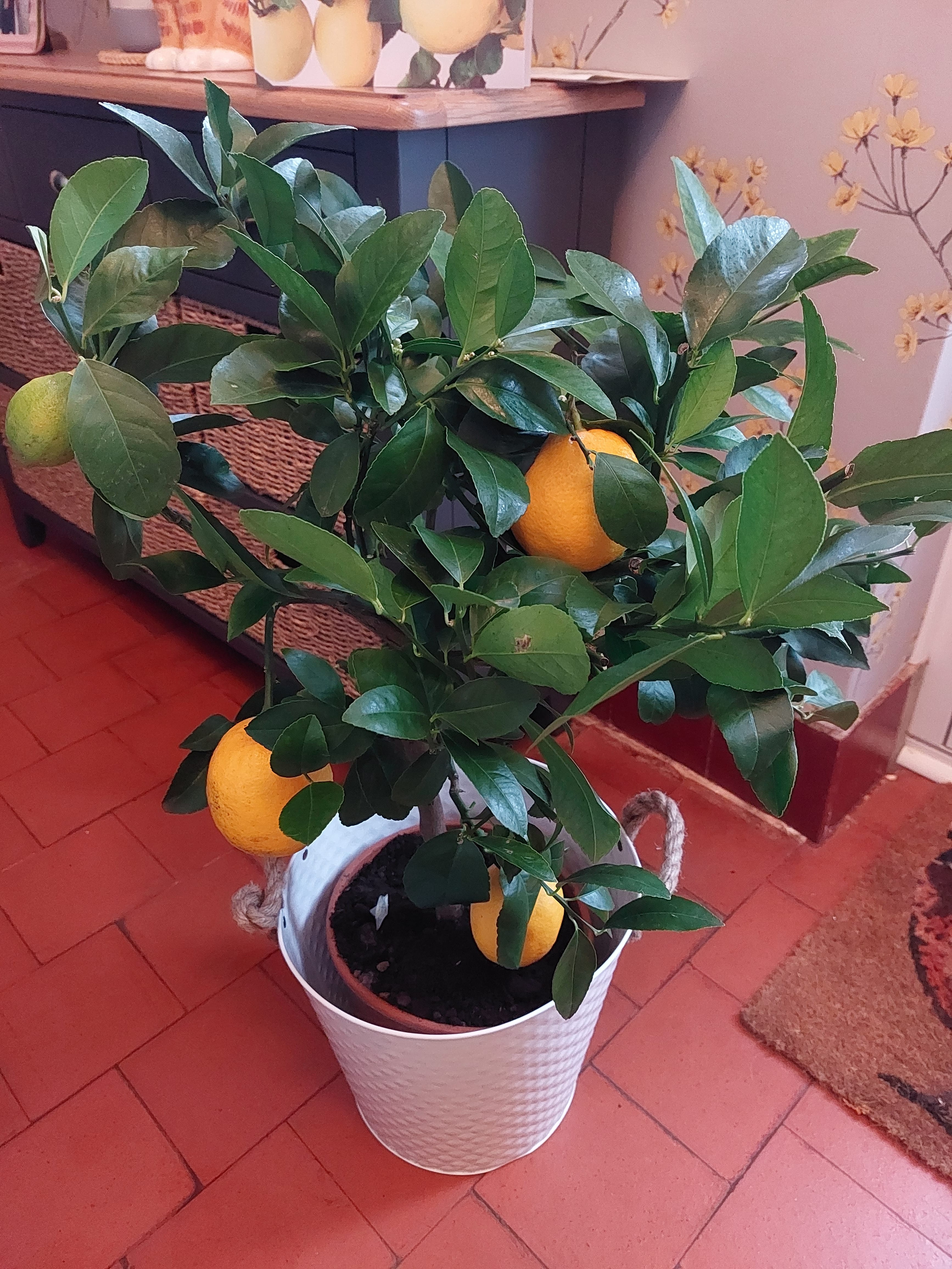 Large Lemon Meyer | Send specialist citrus trees as gifts