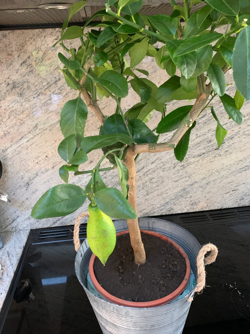 Lemon Trees - Fruiting Lemon Tree | Plants4Presents