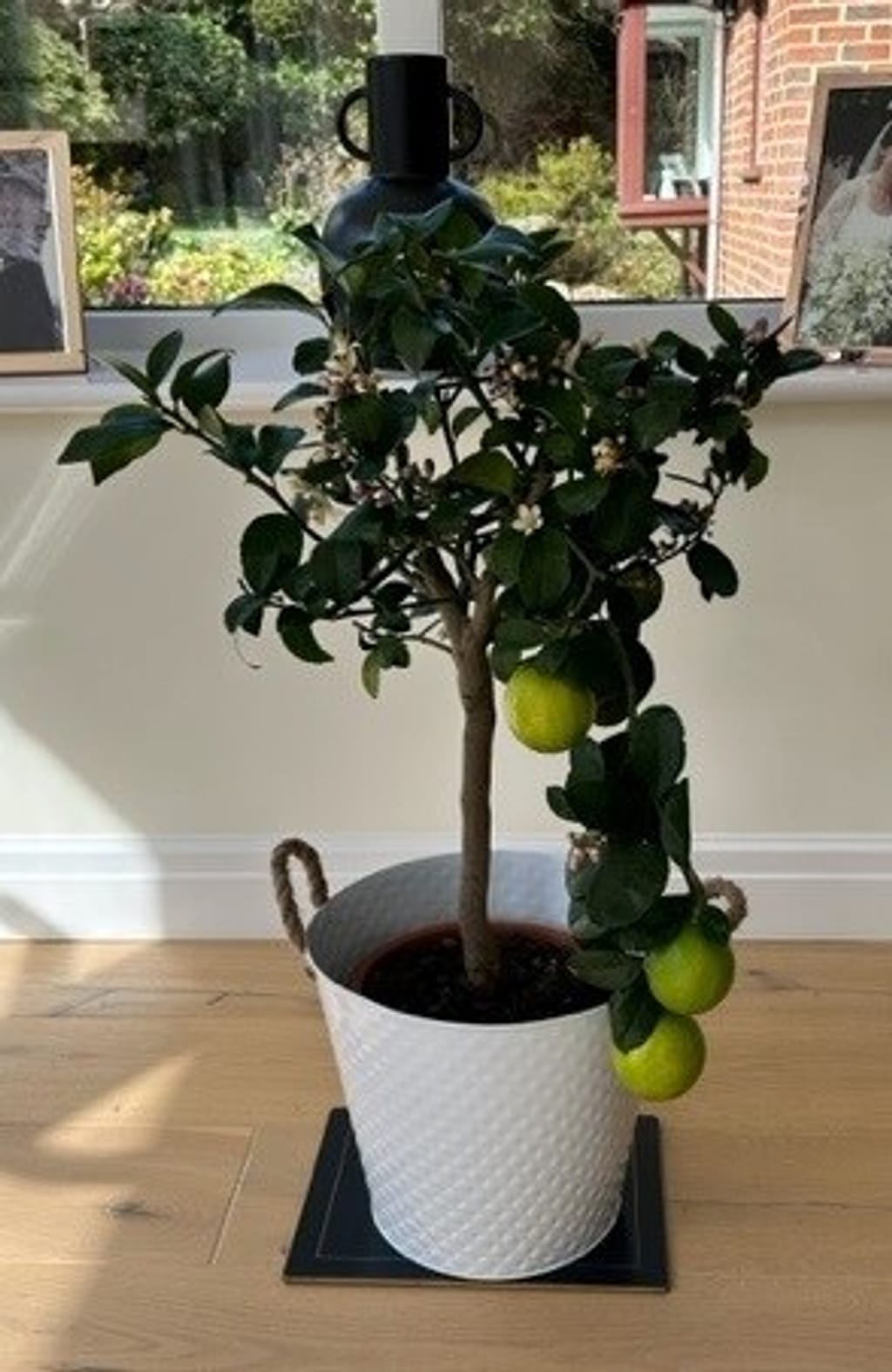 Large Lemon Meyer | Send specialist citrus trees as gifts