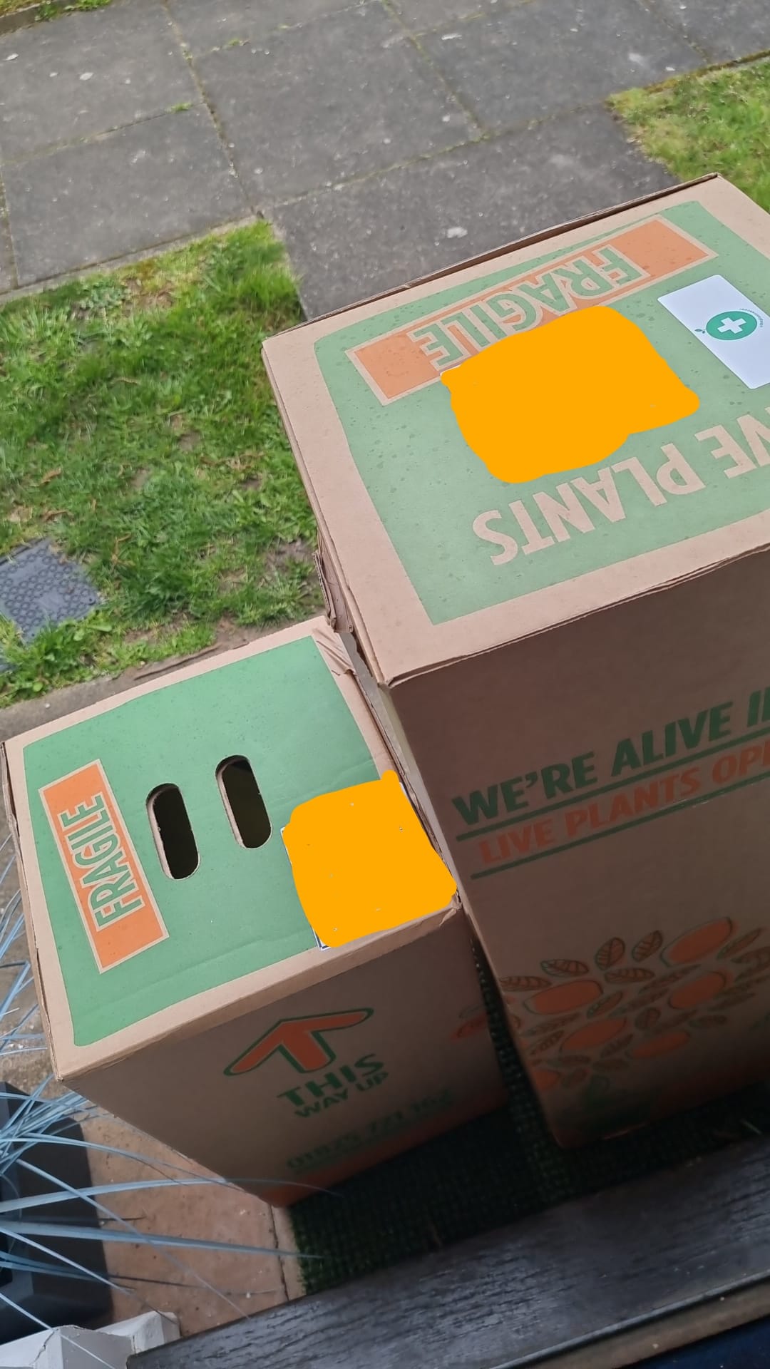 Plant Rescuer Citrus Box - 'Wonky' plants that need a little TLC to thrive