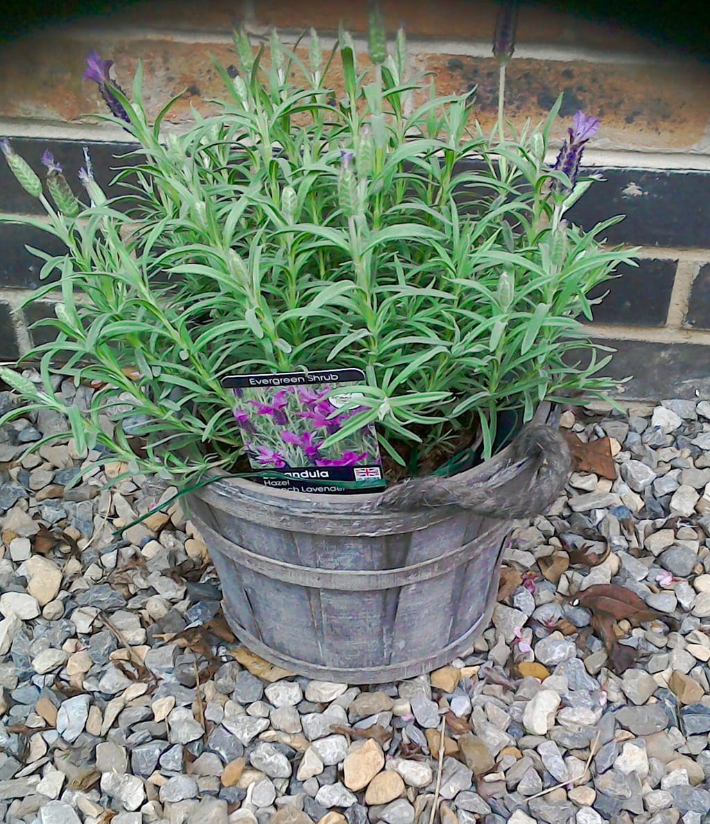 Butterfly Lavender Plant | Next Day Delivery Available | Plants4Presents
