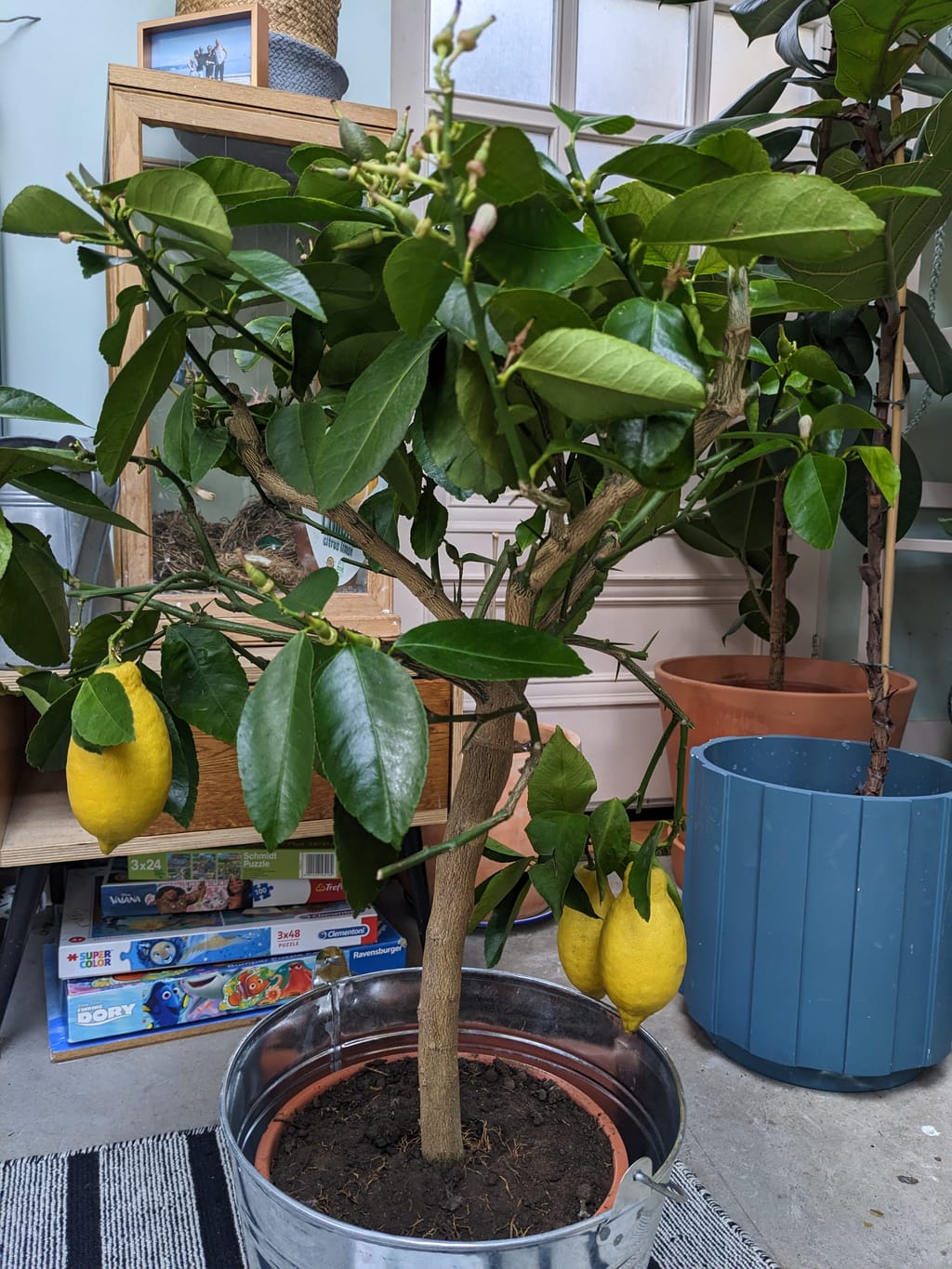 Lemon Trees - Fruiting Lemon Tree | Plants4Presents