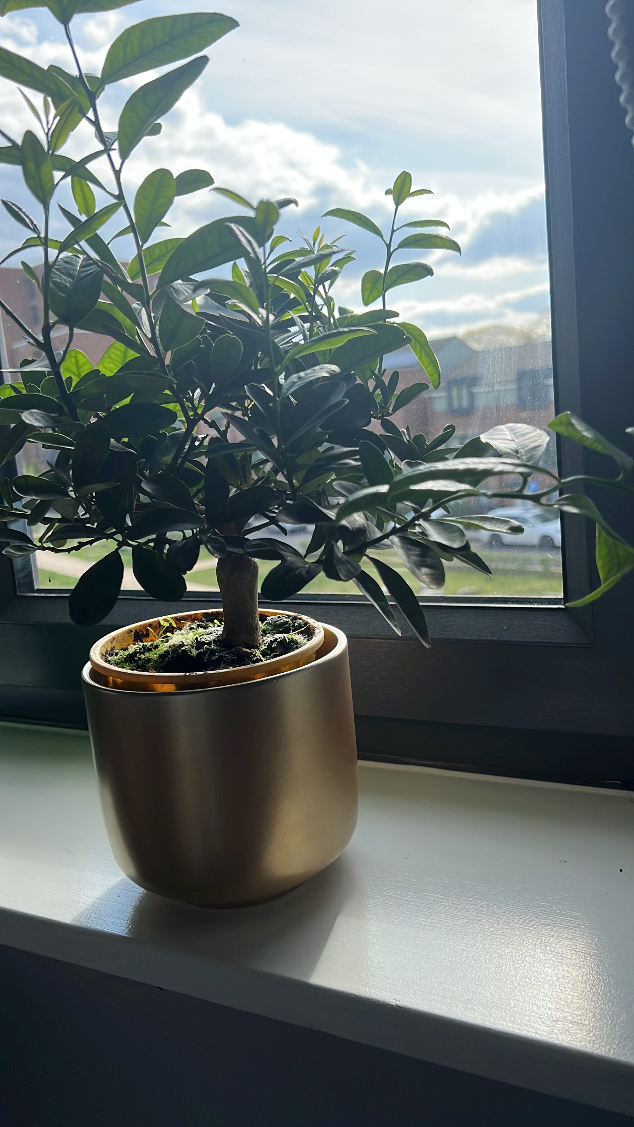 Mini Lemon Lara | Send fruity miniature lemon trees as gifts